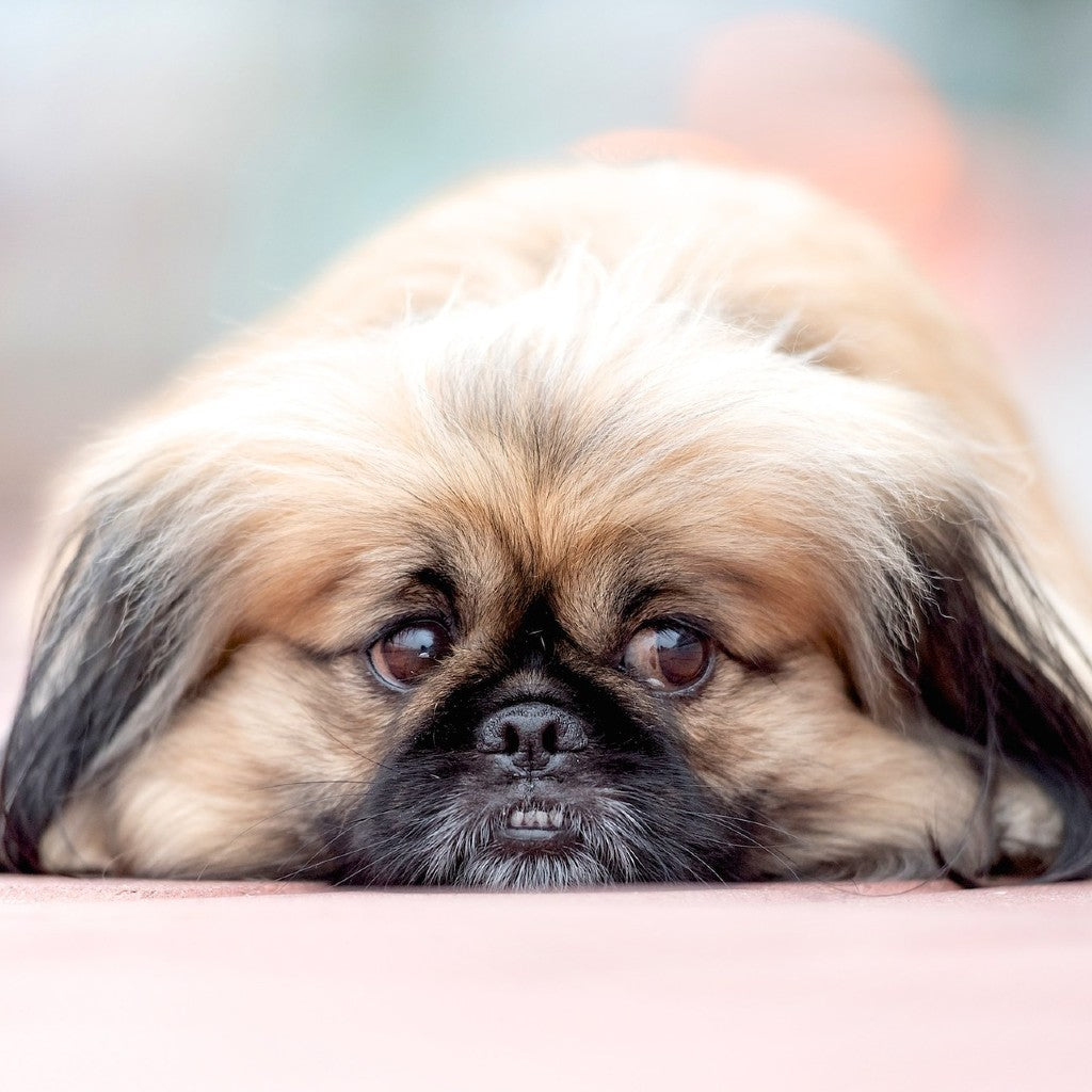 10 of the Worst Dogs For Children (And Should You Be Worried) – Pooch ...